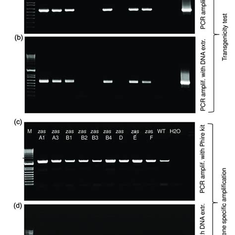 Results Of Pcr Using The Old And The Proposed Workflow A Download Scientific Diagram