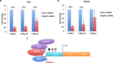 Zfp281 Recruits Tet1 And Sin3A In Restricting L1 Subfamilies A And B