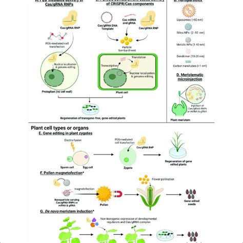 Methods With Potential For Transgene Free Genome Editing In Plants Download Scientific