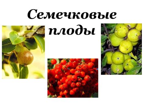 Семечковые плоды - презентация онлайн