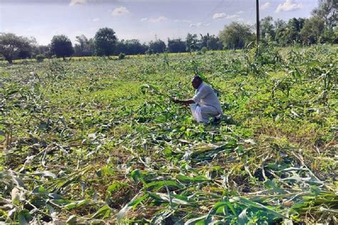 Madhya Pradesh Crops Destroyed By Dry August And Excess September Rain