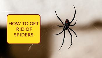 How To Get Rid Of Spiders Pestly Pest Control Melbourne