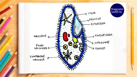 Paramecium Drawing Easy Step By Step How To Draw Paramecium YouTube