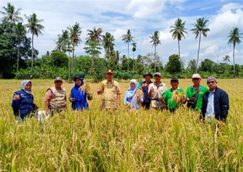 Petani Ogan Ilir Panen Padi Organik Wong Agro Viral Lampung