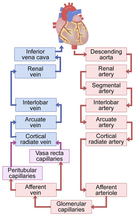 Renal Circulation Flow Chart