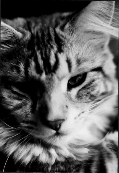 ~ Play Boy Kitty ~ Sweetie