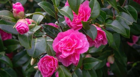 11 Red Camellia Varieties For Bold Garden Color