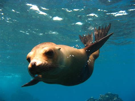 Pin Von Anja Schumacher Auf B Wassertiere Wassertiere Tiere Wasser
