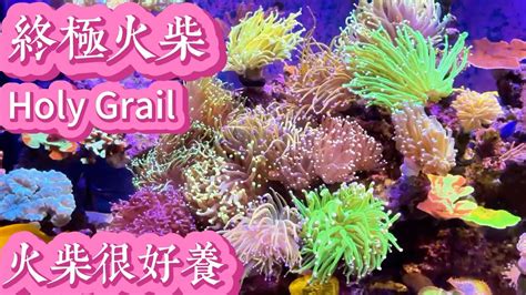 我們的海缸會不會因為墨西哥灣流而終結幾枚新的火柴 YouTube