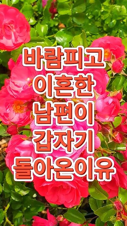 바람피고 이혼한 남편이 갑자기 돌아온 이유 Youtube