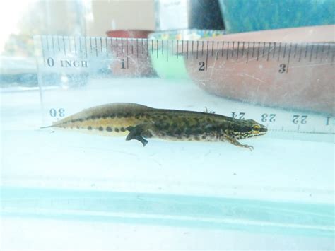 Palmate Newt Naturespot