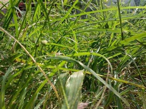 Weeds And Grass From Below Under The Hot Sun Stock Image Image Of