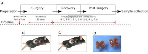 An Effective Mouse Model Of Unilateral Renal Ischemia Reperfusion Injury