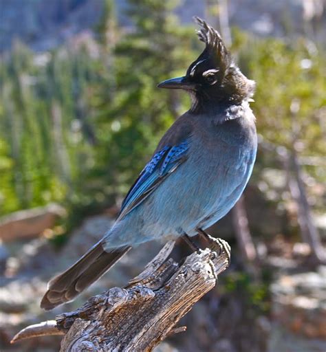 Colorado Lifestyle Stellars Jay