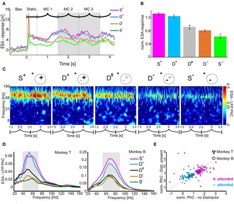 attention dependent modulation of neuronal responses and their coupling