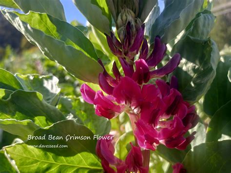 Broad Bean Crimson Flowered Daves Seed