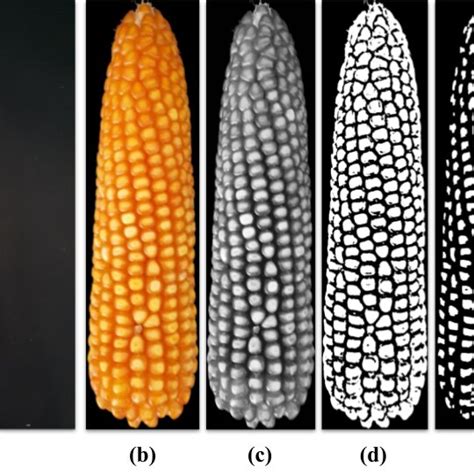hinting pipeline steps a original image b maize kernel