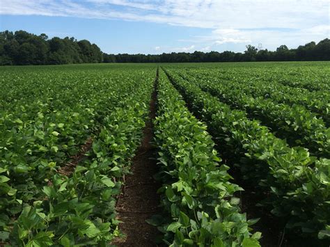 Alabama Cooperative Extension System