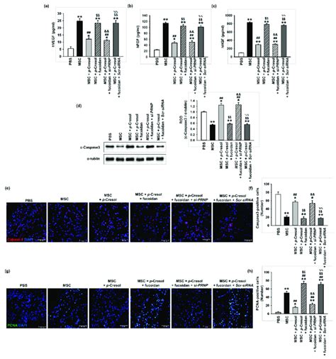 Effect Of Fucoidan On Angiogenic Cytokine Expression And Protection