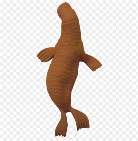 Free Download Hd Png Walrus Toppng