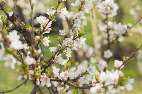 Blooming Spring Flower On The Branches Of The Apricot Flowering In The