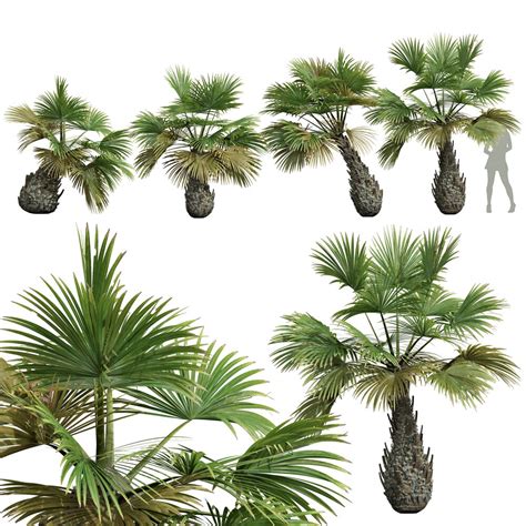 Borassus Flabellifer Decorative Garden Palm Tree 3d Model Download