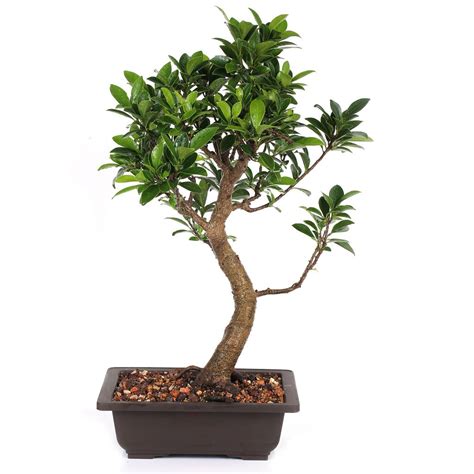 Bonsai Microcarpa Ficus Mature Mybageecha