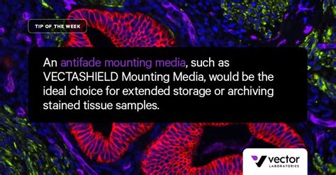 Vector Laboratories Inc On Linkedin Vectashield® Antifade Mounting