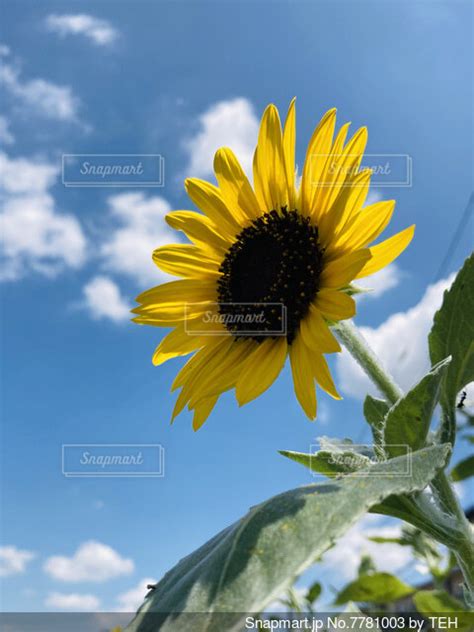 ひまわりのクローズアップの写真・画像素材 7781003 Snapmart（スナップマート）