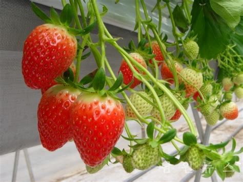 매서운 한파 속 ‘남원 친환경 딸기 전국 인기 독차지