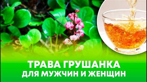 Трава грушанка 🌿 – лечение простатита, аденомы простаты, повышение ...