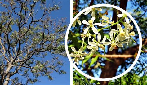 Aceite De Neem Propiedades Y Beneficios