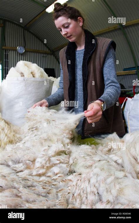 Sorting And Grading Wool For Process Of Spinning For Commercial Use In