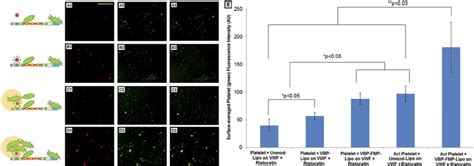 A1 D3 Representative Fl Uorescence Microscopy Images Along With