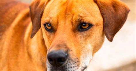 Video Amarró A Un Perro A Su Carro Y Lo Arrastró Por Una Carretera De