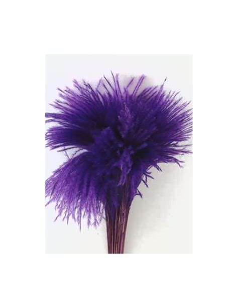 Tinted Stipa Feather Grass Purple 100 Stems