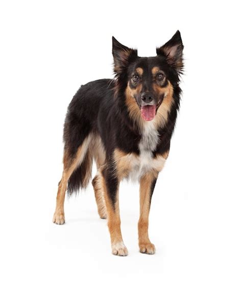 Pastor Y Border Collie Cruce De Perros Foto Premium