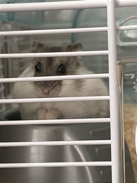 My New Hamster Tofu Rhamsters