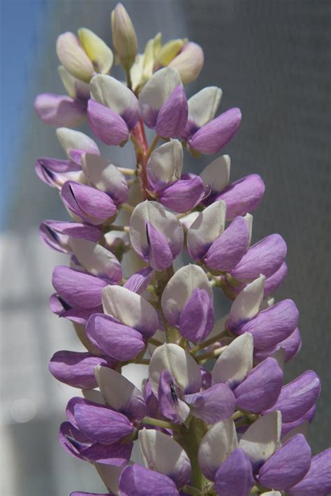 Agapanthus Musketeer On Twitter Rt Gontanokoneroku Lupin