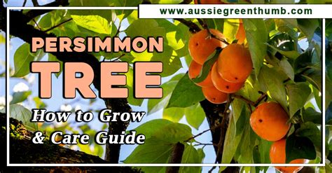 Persimmon Tree How To Grow And Care Guide AGT