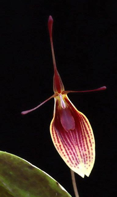 Restrepia Iris Unusual And Beautiful Orchid Flowers