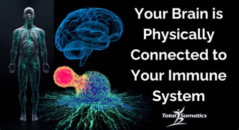 Your Brain Is Physically Connected To Your Immune System Total Somatics