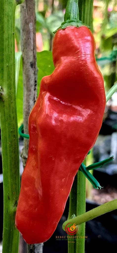Devils Tongue Red Pepper Rebec Valley Farm