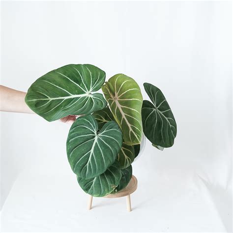 圓柄錦緞蔓綠絨 陳家立葉 Chen s Plant