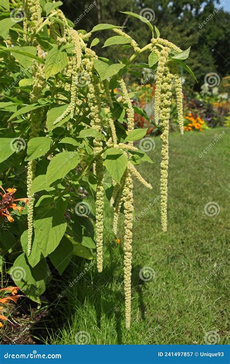 Amaranthus Caudatus Caudatus Viridis With With Green Inflorescences