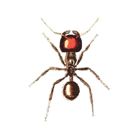 Premium Vector Ant Watercolor Vector Illustration