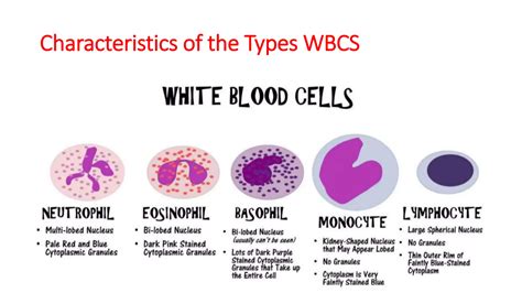 Practical 1 To Determine Differential Leukocytes Count Dlcpptx