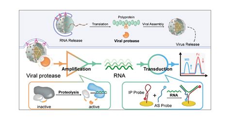 Programmable Proteolysis Activated Transcription For Highly Sensitive Ratiometric