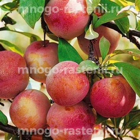 Саженцы Слива Алтайская юбилейная купить по цене 600 руб в Москве с доставкой из питомника