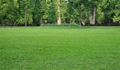 Zeon Zoysia Vs Emerald Zoysia Top Lawn Choice
